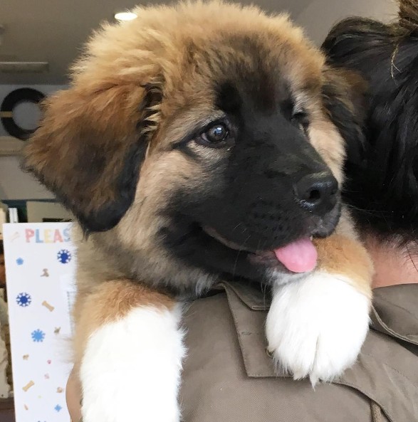 Christmas Surprise For Kyle Richards: Another Dog! - Reality Tea